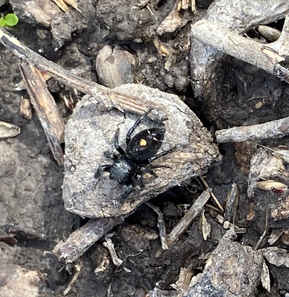 Bold Jumping Spider from Columbia County, WI, USA on April 23, 2022 at ...