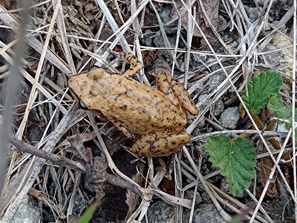Rio Grande Chirping Frog from Tampico Alto, Ver., México on March 31 ...
