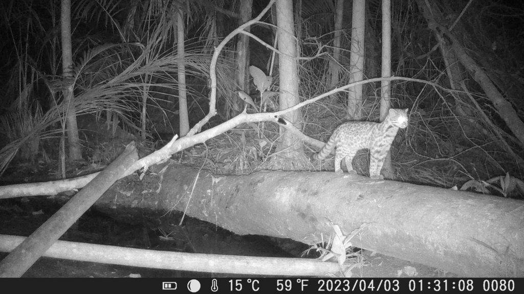 Southern Tigrina in April 2023 by rogeriotruglio. Hunter Camera ...