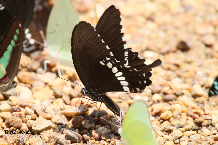 Indian Common Mormon Swallowtail (Butterflies of Myanmar (Burma ...