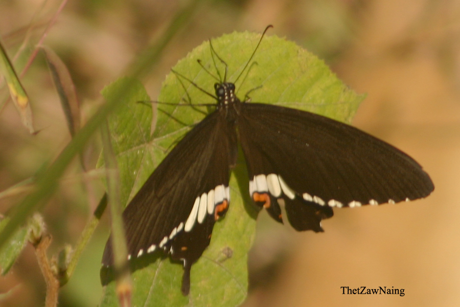 Indian Common Mormon Swallowtail (Butterflies of Myanmar (Burma ...
