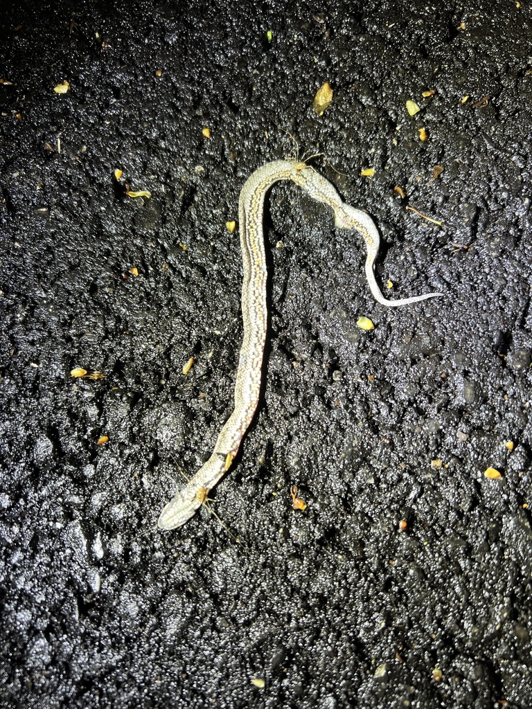 Southern Smooth Snake from Bobbio, Emilia-Romagna, IT on April 13, 2023 ...