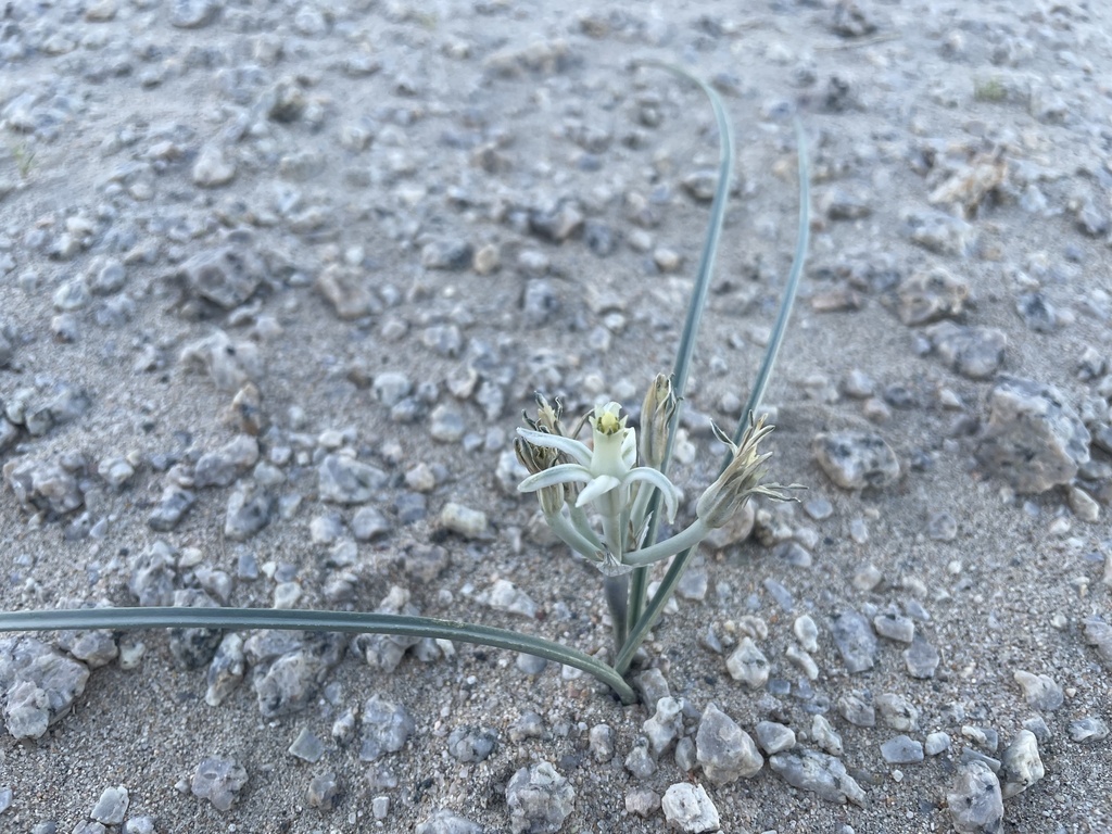 small-flowered androstephium in April 2023 by lestrong · iNaturalist