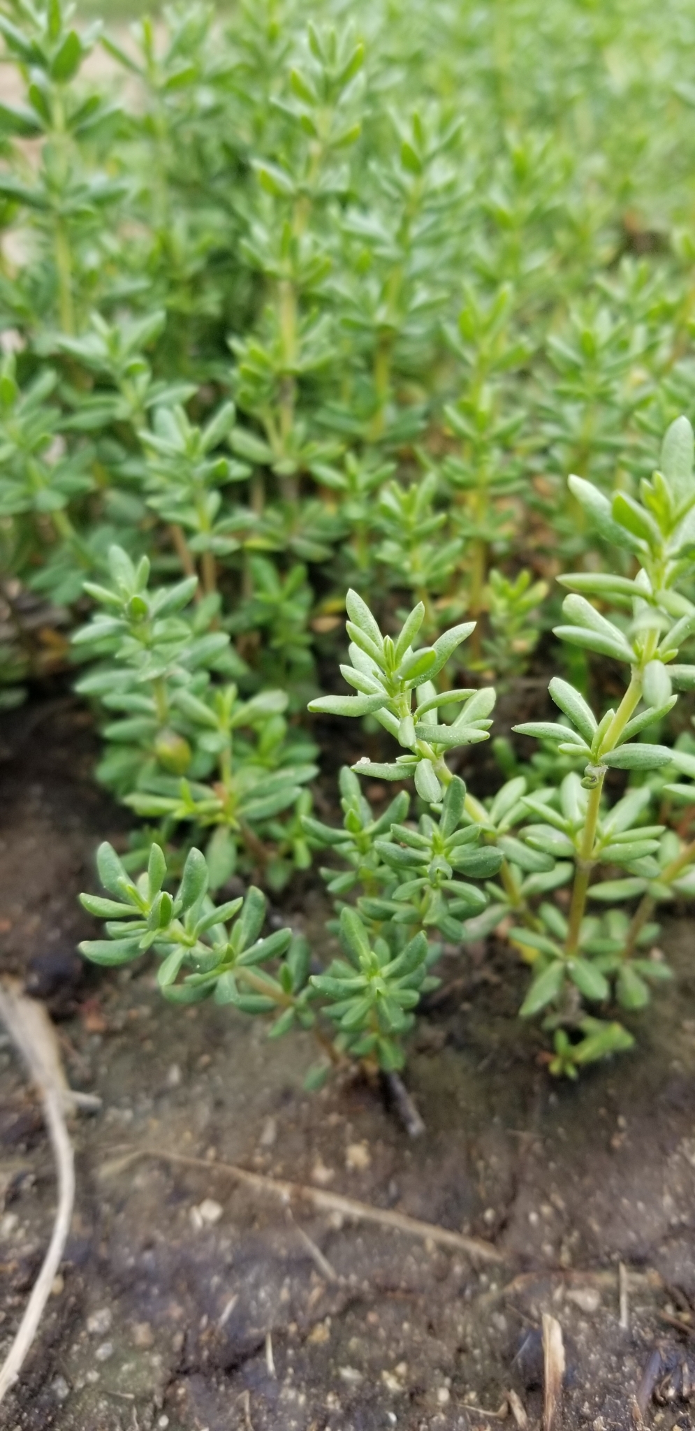 Frankenia salina I.M.Johnst.