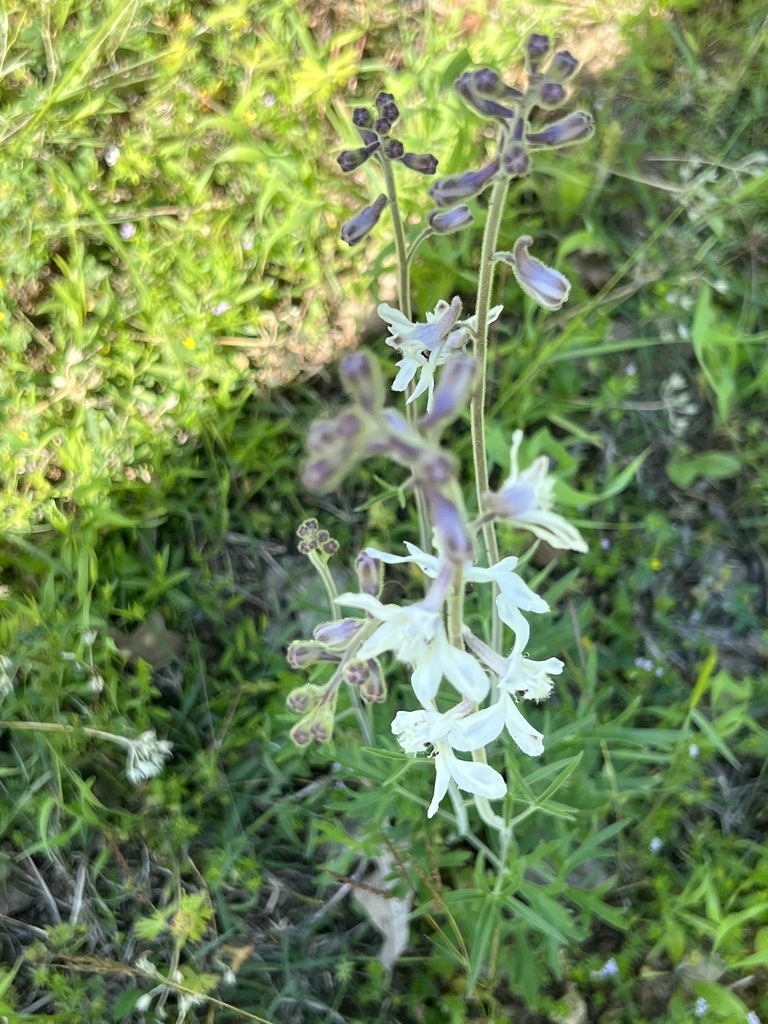 Wild Blue Larkspur from Park St, Cameron, TX, US on April 13, 2023 at ...