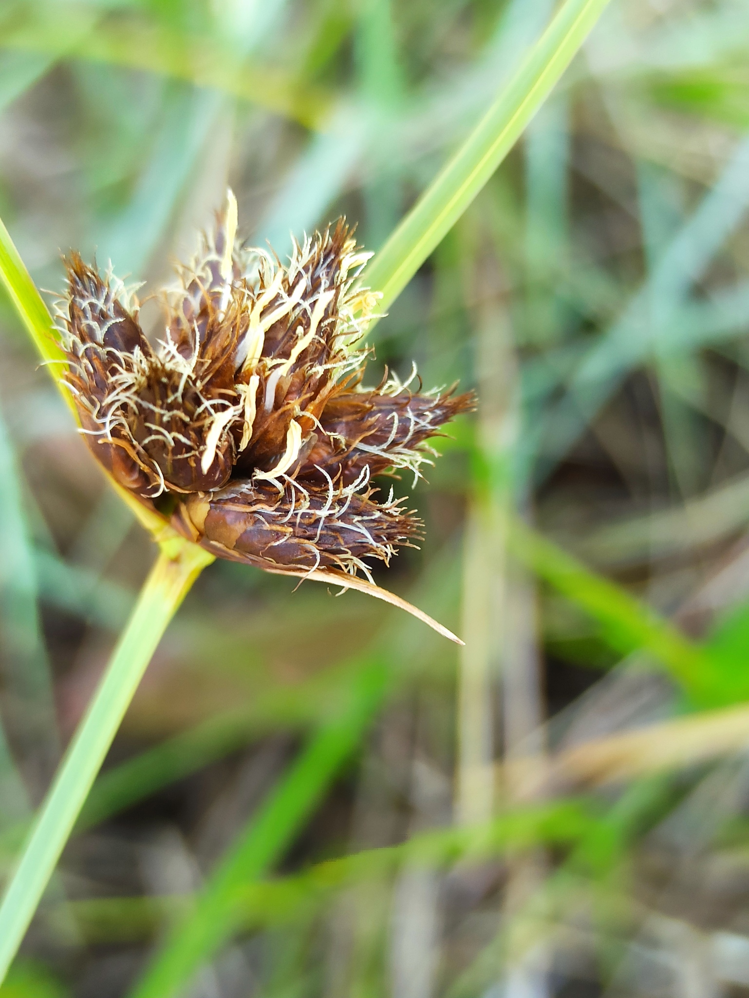 Bolboschoenus maritimus (L.) Palla