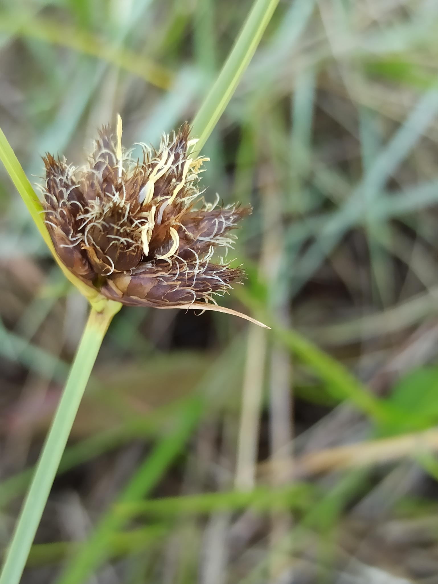 Bolboschoenus maritimus (L.) Palla