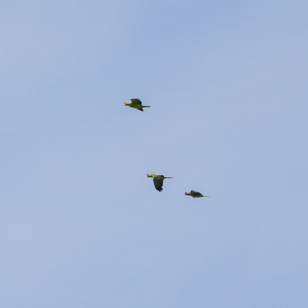 Lilac-crowned Parrot in April 2023 by Ken Chamberlain · iNaturalist