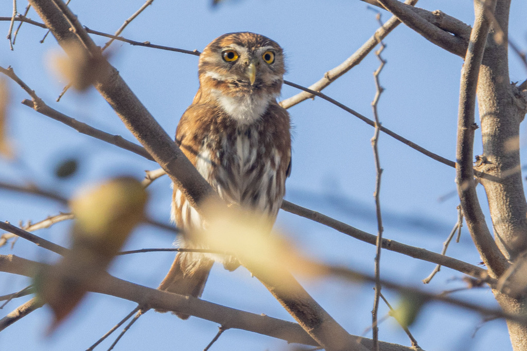 Ferruginous Pygmy-Owl from Puerto Vallarta, Jalisco, Mexico on April 2 ...