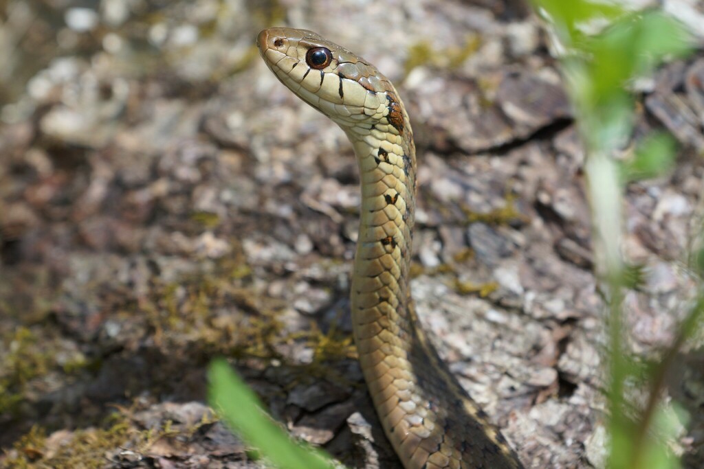 Eastern Garter Snake in April 2023 by Max Ramey. In situ · iNaturalist