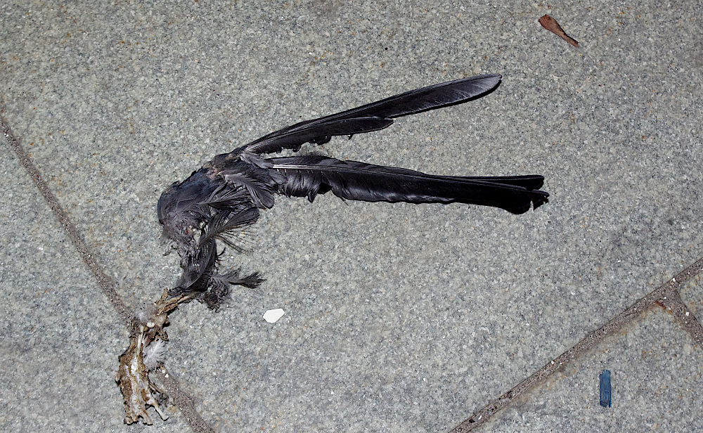 Hooded Crow from Центральный административный округ, Москва, Россия on ...