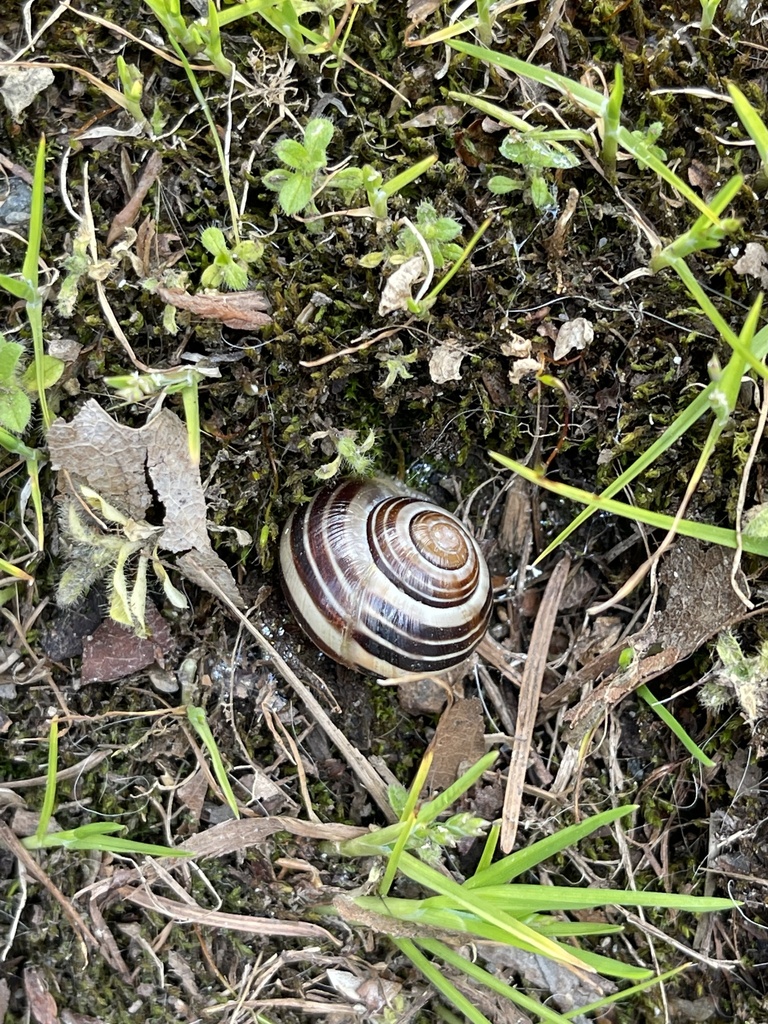 Brown-lipped Snail from Washington Park Arboretum, Seattle, WA, US on ...