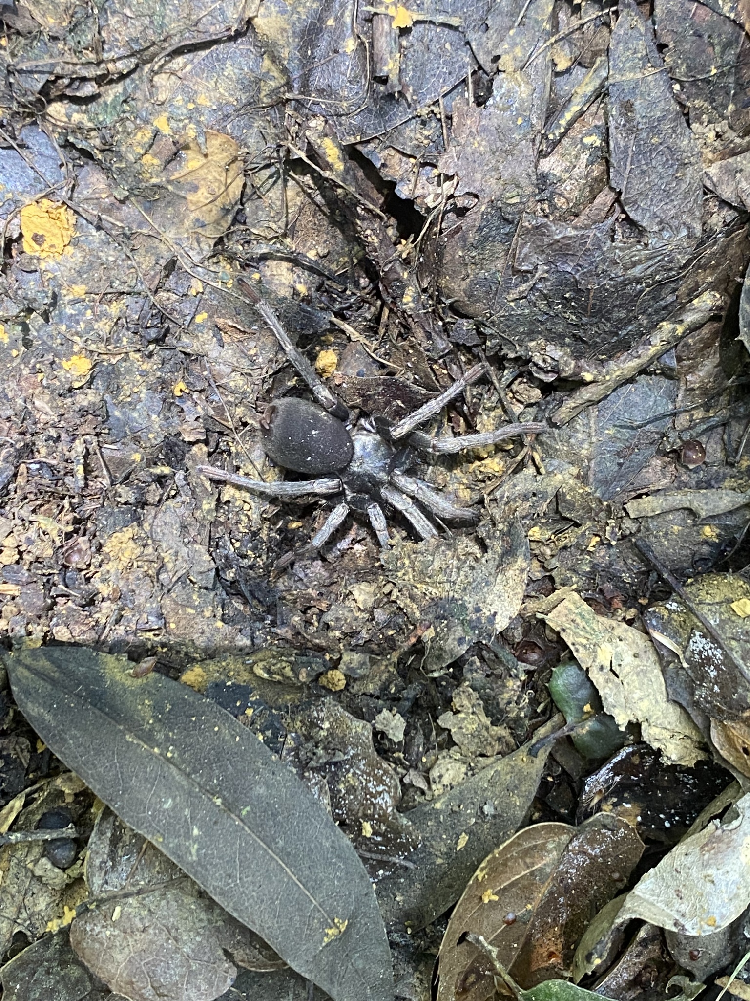 Calisoga longitarsis (Simon, 1891)