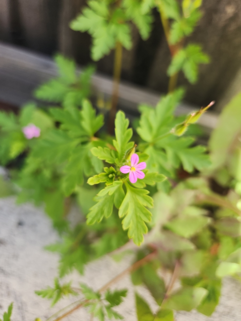 Ruberta from Milpitas, CA 95035, USA on April 13, 2023 at 02:56 PM by ...