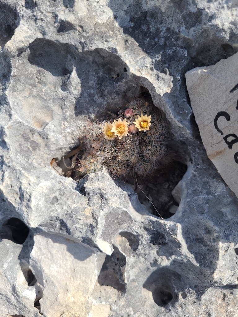 Silver Cluster Cactus from Comstock, TX 78837, USA on April 13, 2023 at ...