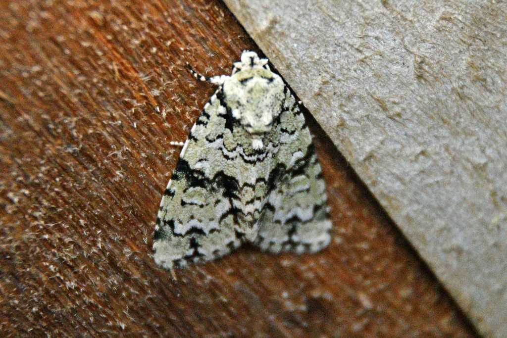Thalatha melanophrica from Top Camp QLD 4350, Australia on April 14 ...