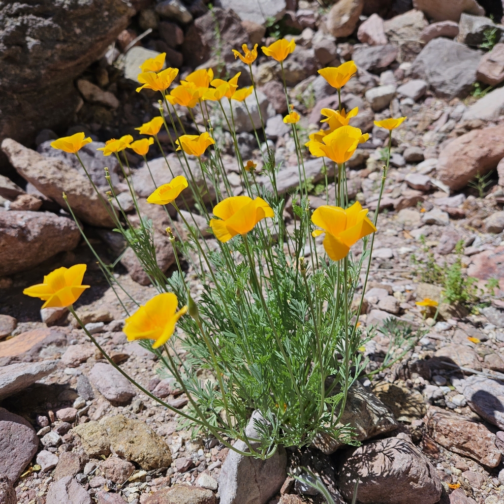 Mexican poppy from Ajo, AZ 85321, USA on April 13, 2023 at 11:11 AM by ...