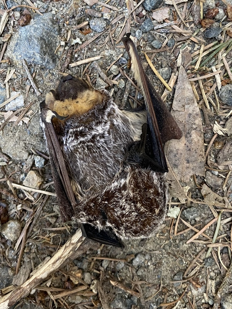 Hoary Bat from Sanborn County Park, Saratoga, CA, US on April 13, 2023 ...