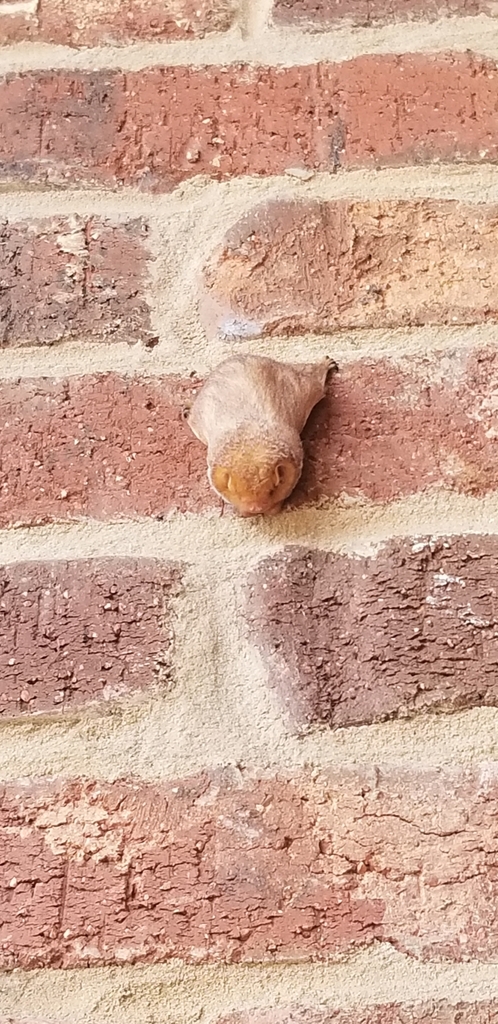 Eastern Red Bat from Georgetown, TX, USA on April 13, 2023 at 05:24 PM ...