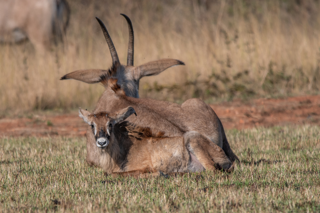 Southern Roan Antelope from Manzini, Eswatini on August 5, 2022 at 02: ...