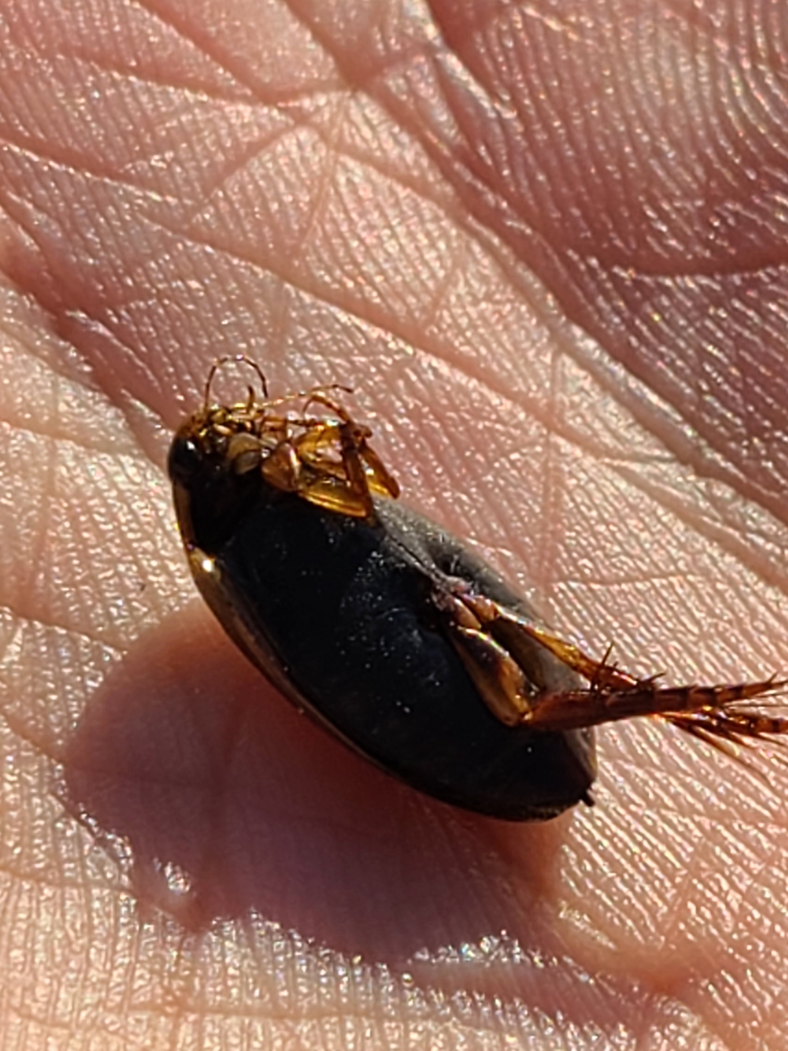 Acilius semisulcatus Aubé, 1838