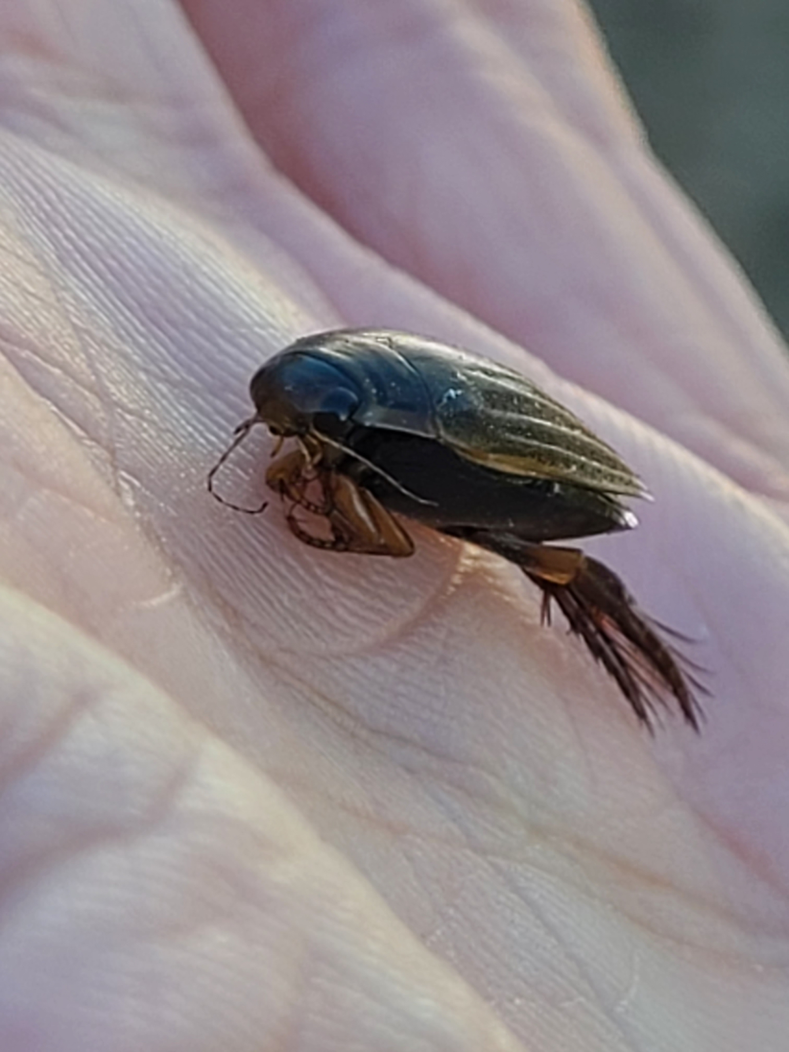 Acilius semisulcatus Aubé, 1838