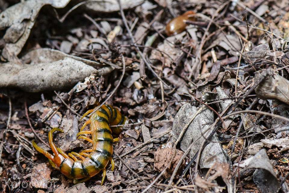Caribbean Giant Centipede from Cienaga de Zapata, Cuba on May 14, 2015 ...