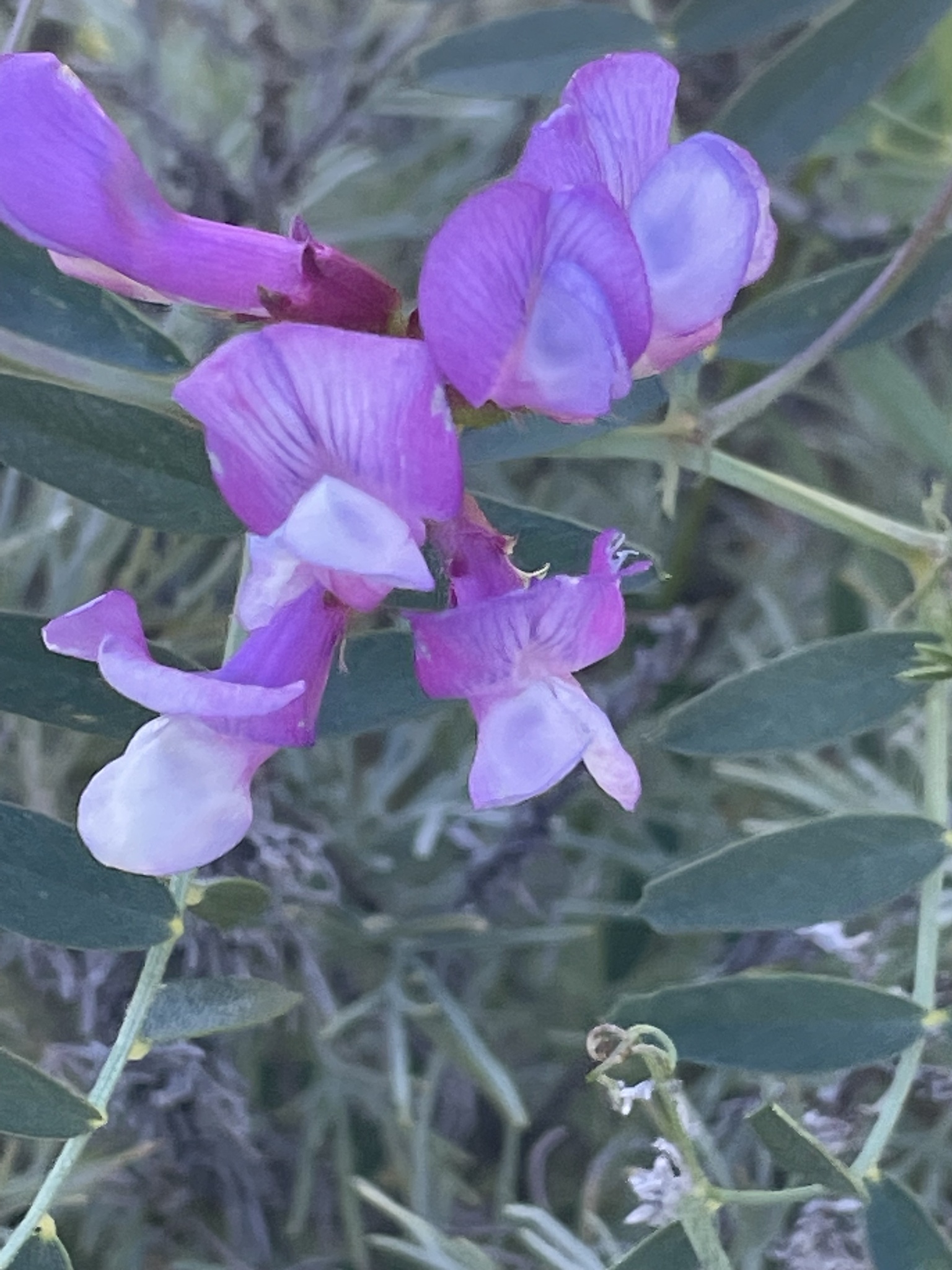 Vicia americana Muhl. ex Willd.