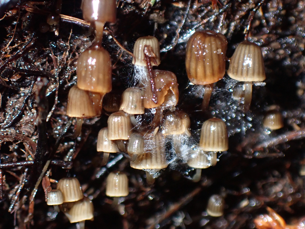 Bonnets from Glenleith, Dunedin 9010, New Zealand on April 14, 2023 at ...
