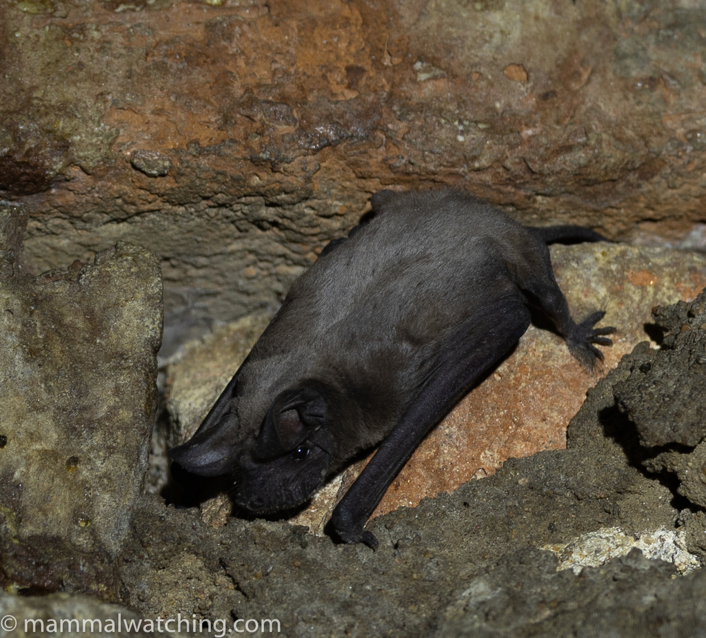 Midas Free-tailed Bat from Goz Djérat, Chad on April 7, 2023 at 09:20 ...