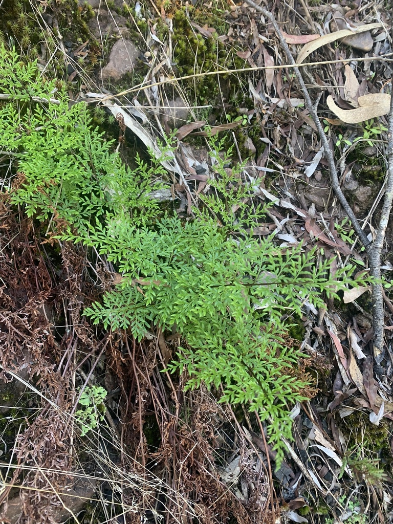 cloak fern from Alpine National Park, Cheshunt, VIC, AU on April 14 ...