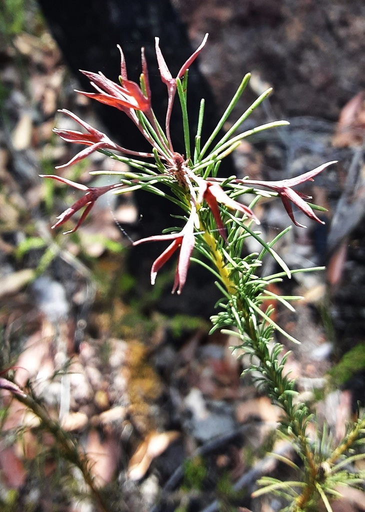 flowering plants from Upper Capel WA 6239, Australia on March 21, 2023 ...