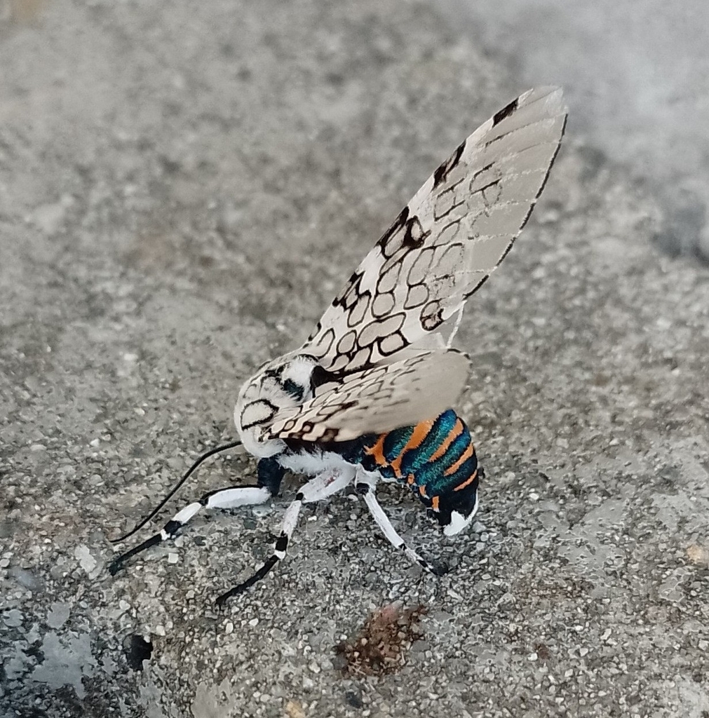 Hypercompe from Sonsón on January 26, 2023 at 06:34 AM by felixuribe ...