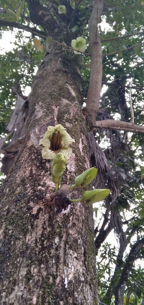 cuachilote from El Naranjo, S.L.P., México on April 13, 2023 at 06:40 ...