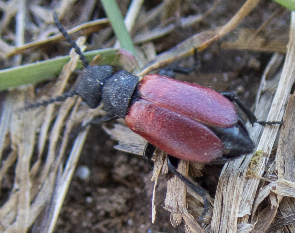 Blood-winged Blister Beetle from Baltimore Woods, Onondaga County, NY ...