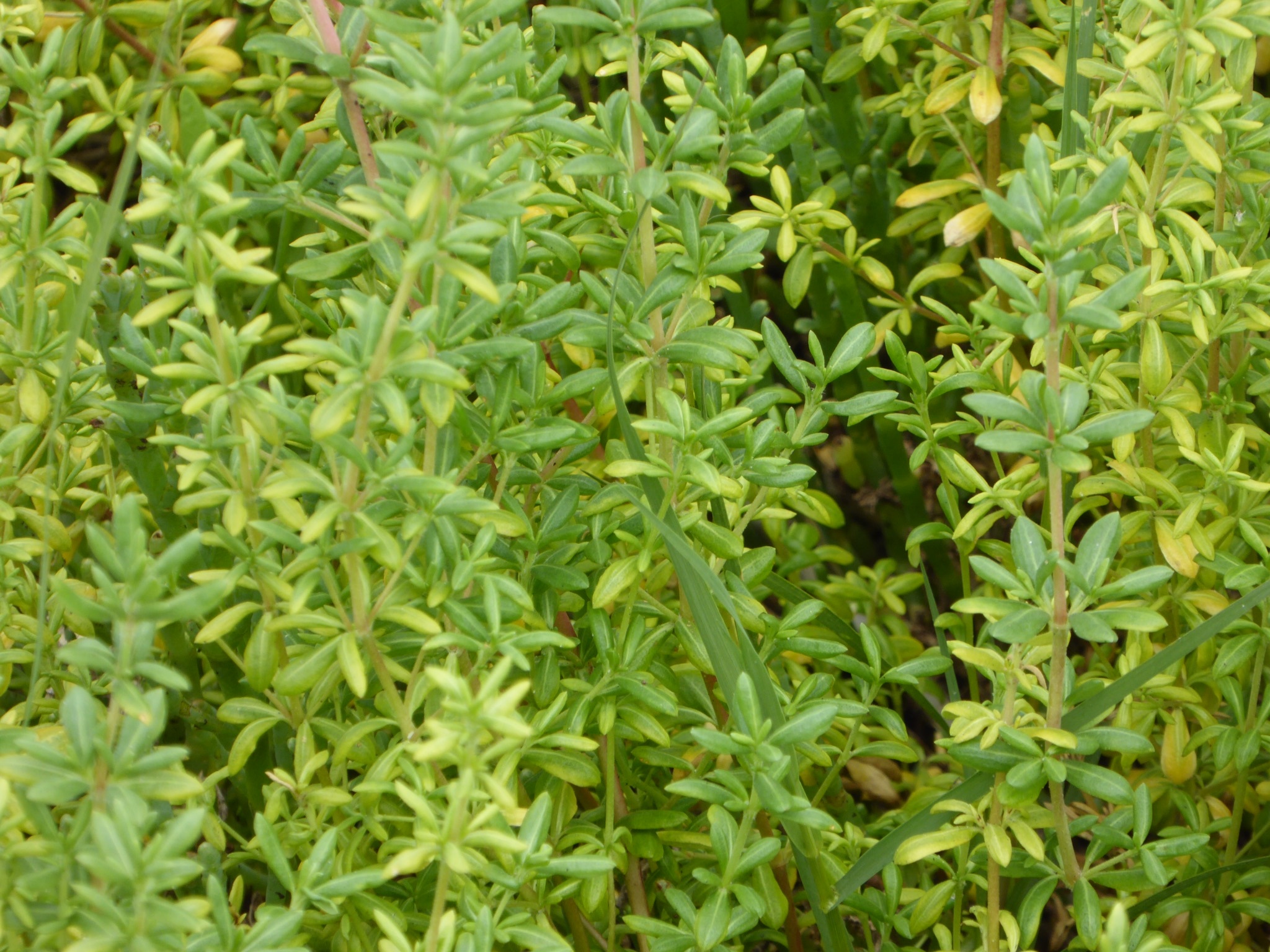 Frankenia salina I.M.Johnst.