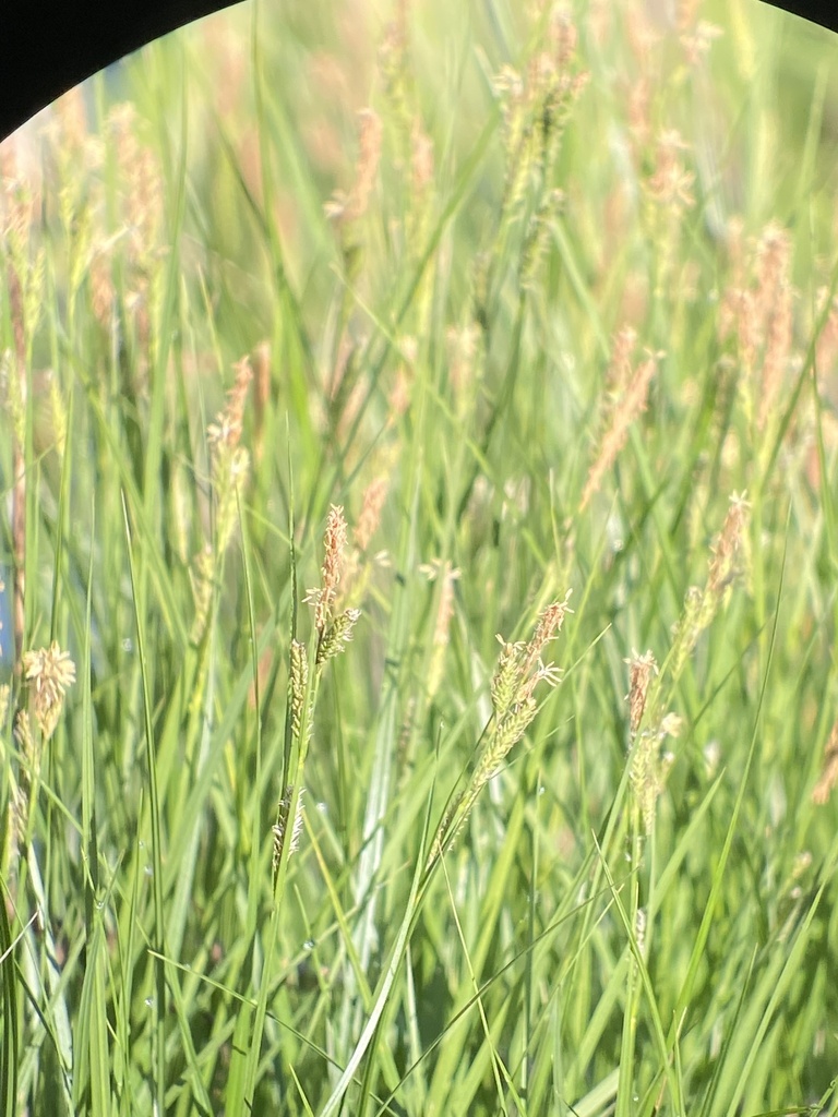 tussock sedge from Warsaw, VA, US on April 13, 2023 at 09:01 AM by ...
