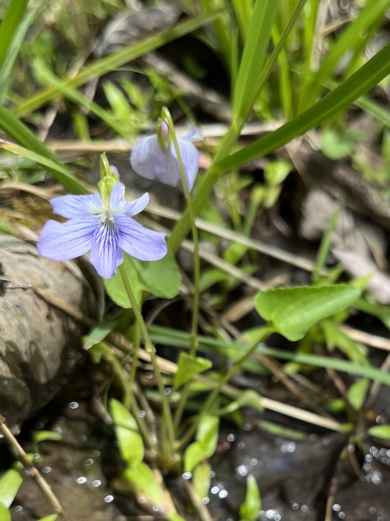 marsh blue violet in April 2023 by Max Ramey · iNaturalist
