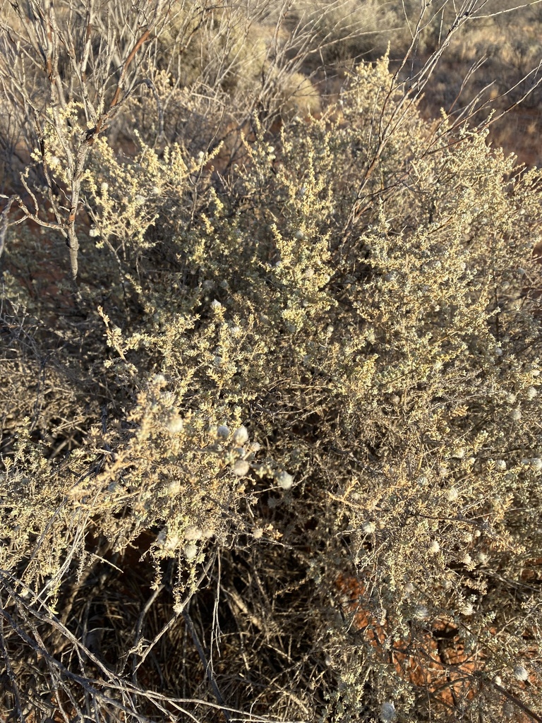 Black Bluebush from Sturt National Park, Tibooburra, NSW, AU on April ...