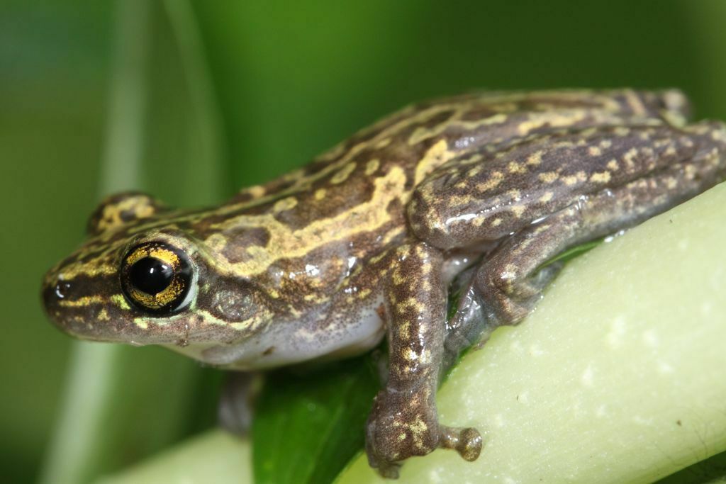 Yule Island Tree Frog from 14 Mile, Sogeri Road, NCD, Port Moresby 112 ...
