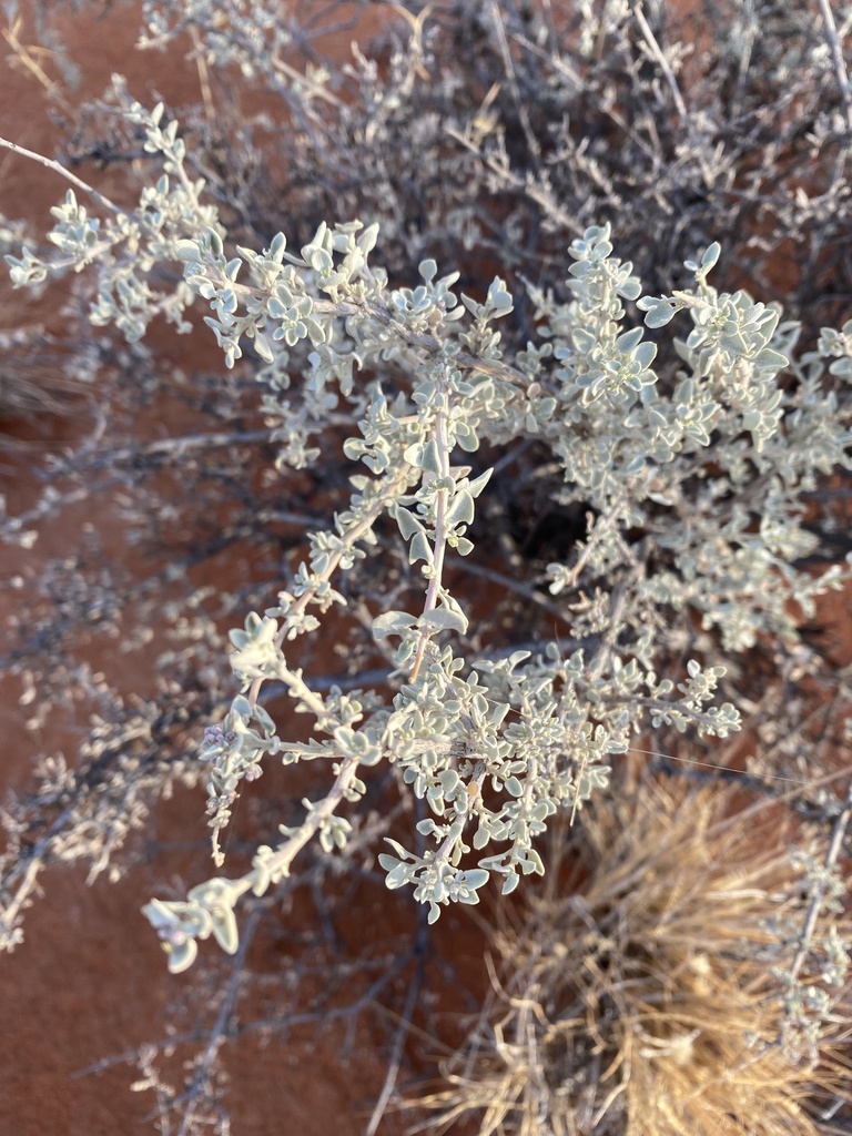 Hedge Salt-bush from Sturt National Park, Tibooburra, NSW, AU on April ...