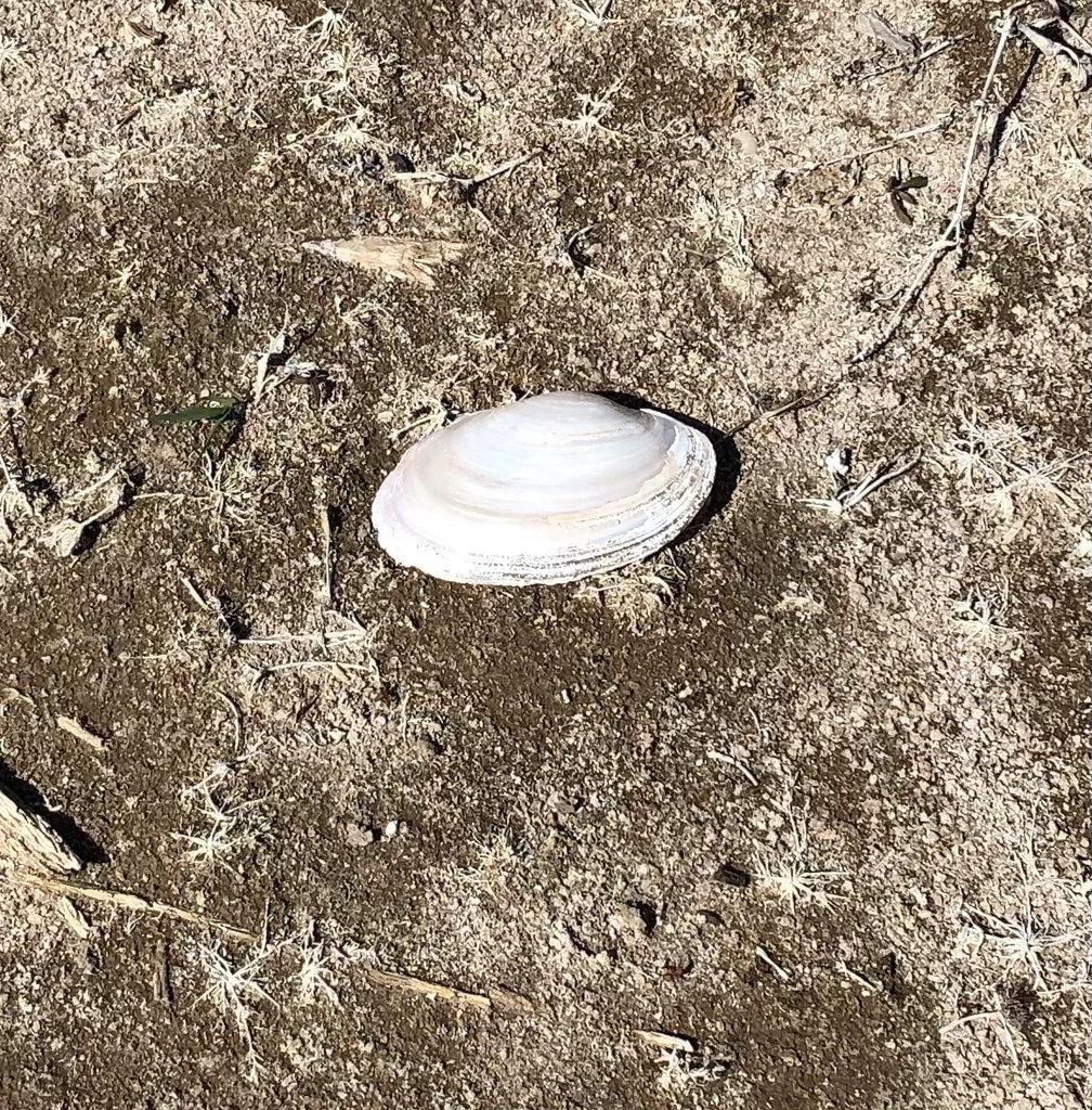 Pondhorn from Cheney Reservoir, Pretty Prairie, KS, US on April 13 ...