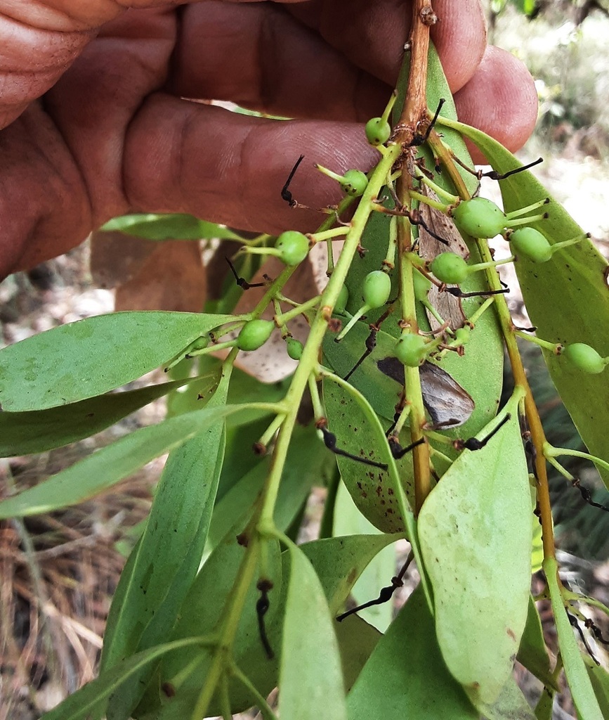Snottygobble in March 2023 by Chris Jonkers · iNaturalist