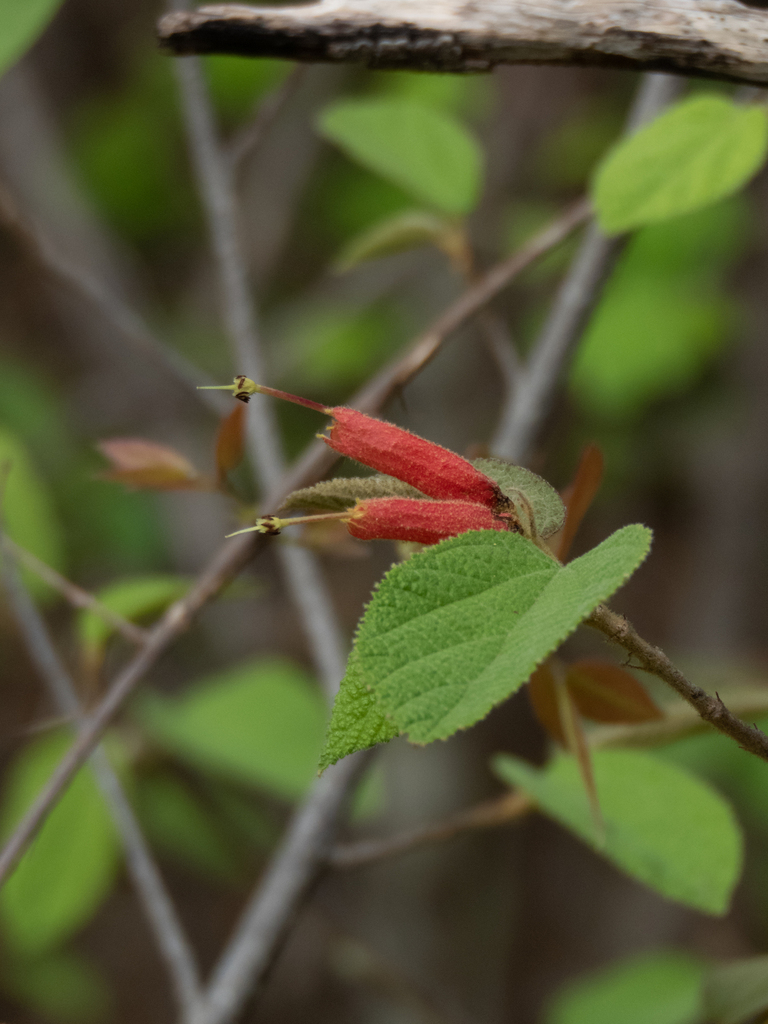 (Helicteres eichleri) - Botanical Realm