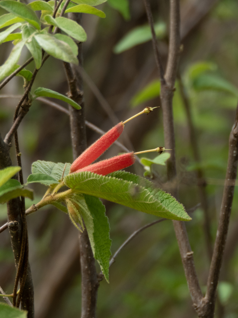 (Helicteres eichleri) - Botanical Realm