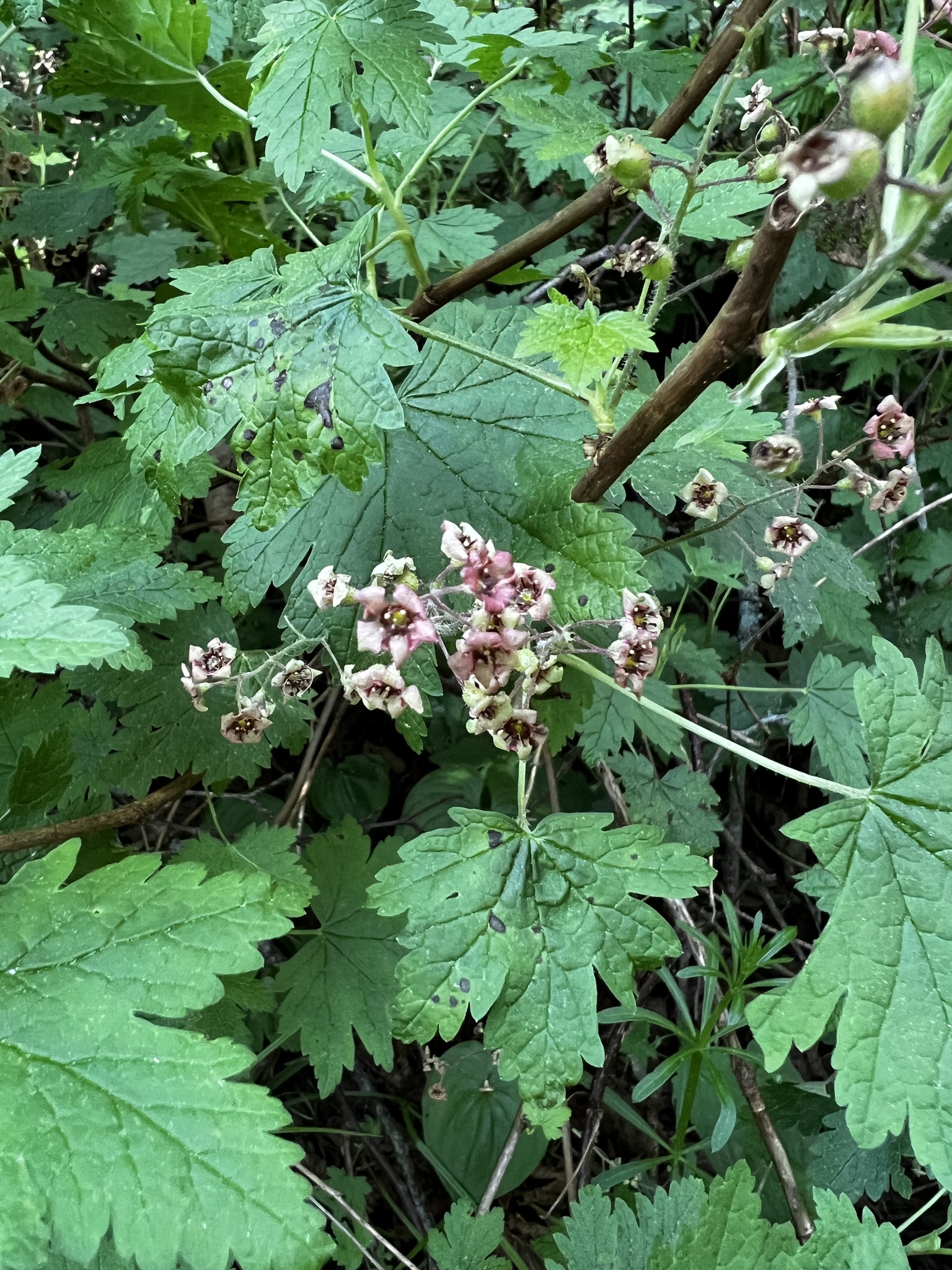 Ribes laxiflorum Pursh