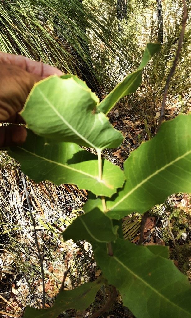 prickly hakea from Upper Capel WA 6239, Australia on March 21, 2023 at ...