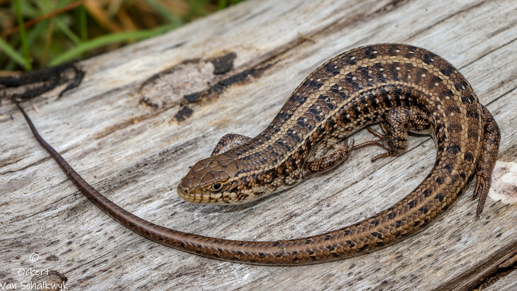 Cape Skink (Reptiles of namaqua national park) · iNaturalist