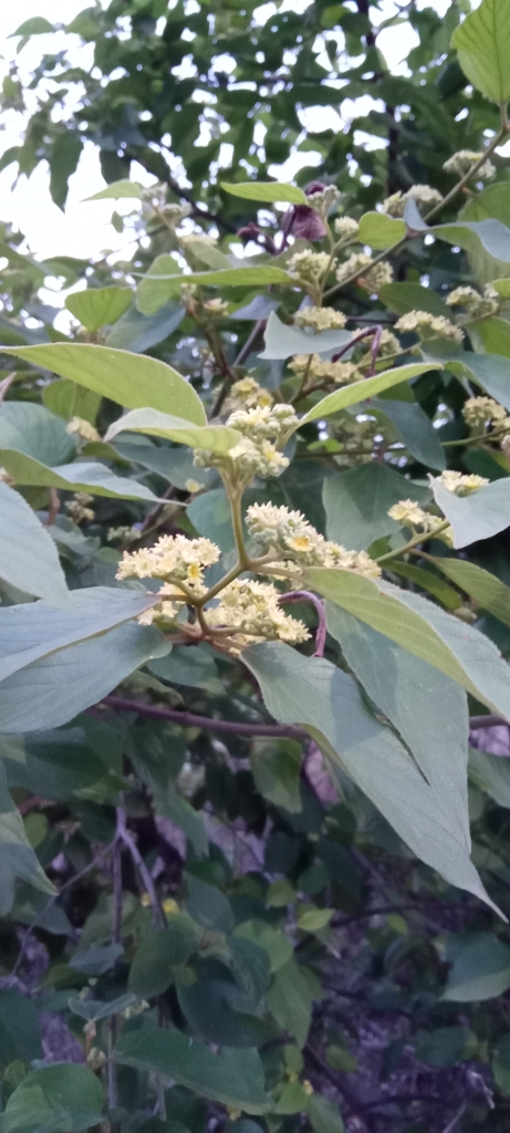 Manzanita desde 66036 N.L., México el 13 de abril de 2023 a las 07:08 ...