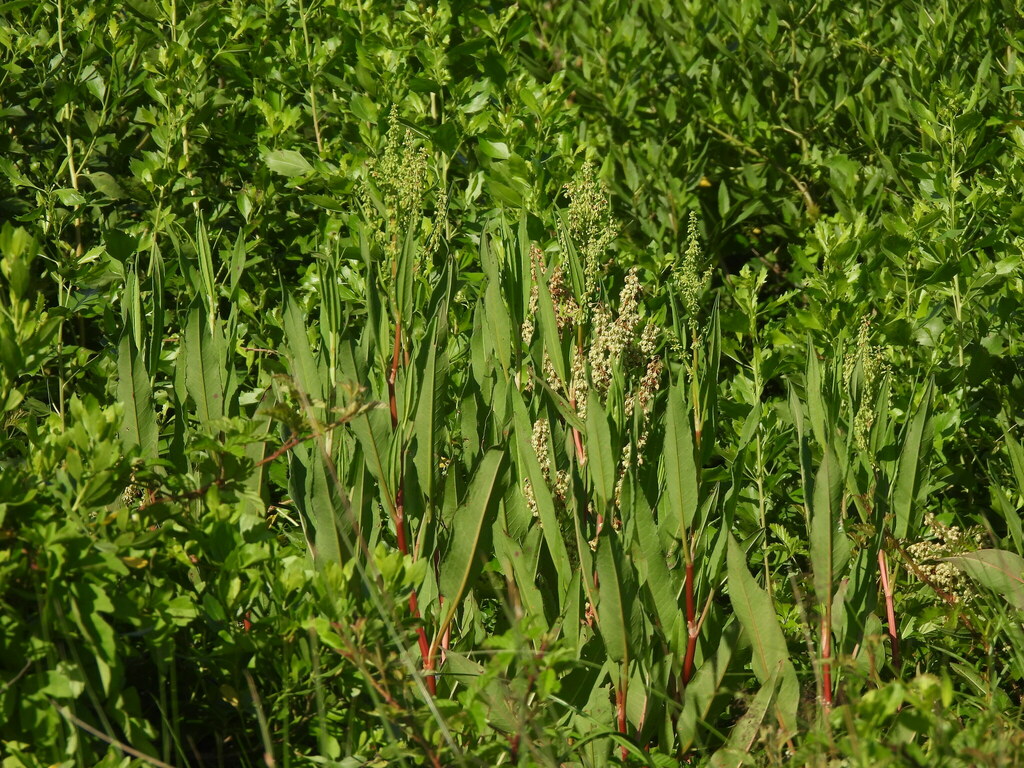 swamp dock from Galveston, TX, USA on April 13, 2023 at 09:53 AM by ...